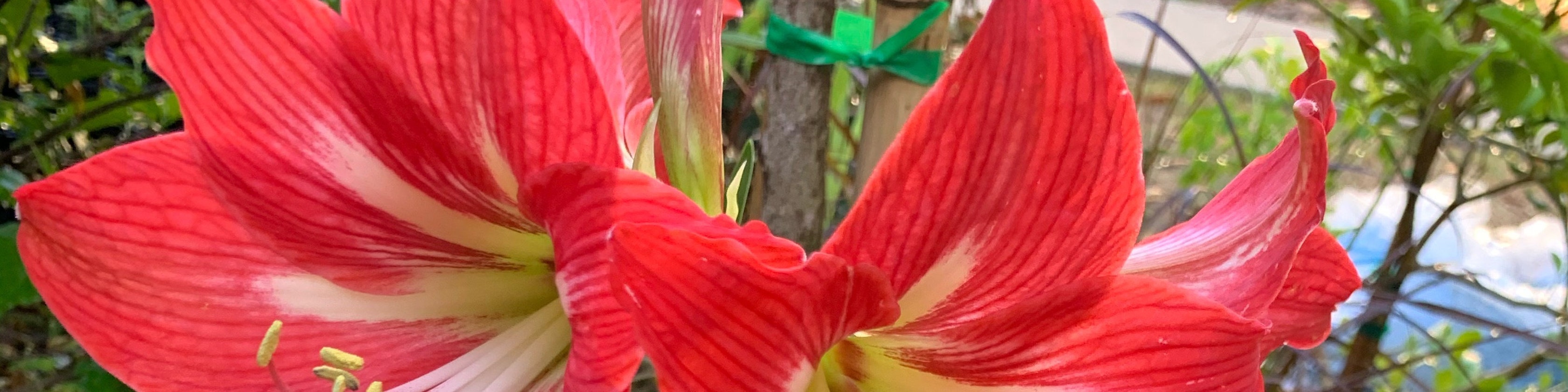 NZFarms - Etsy