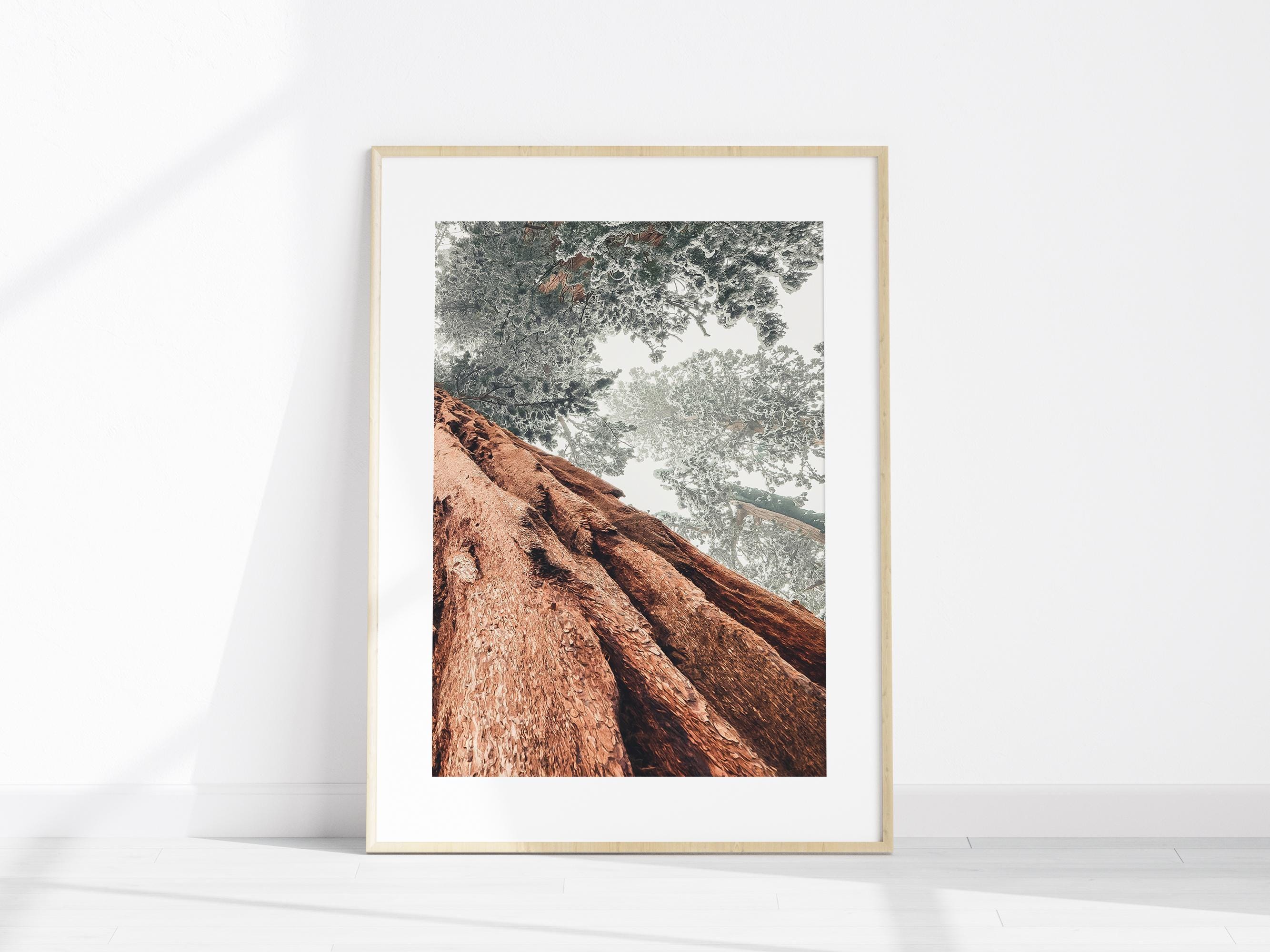 Printable Tree Split Photography, Printable Sequoia Redwood 2 Pieces ...