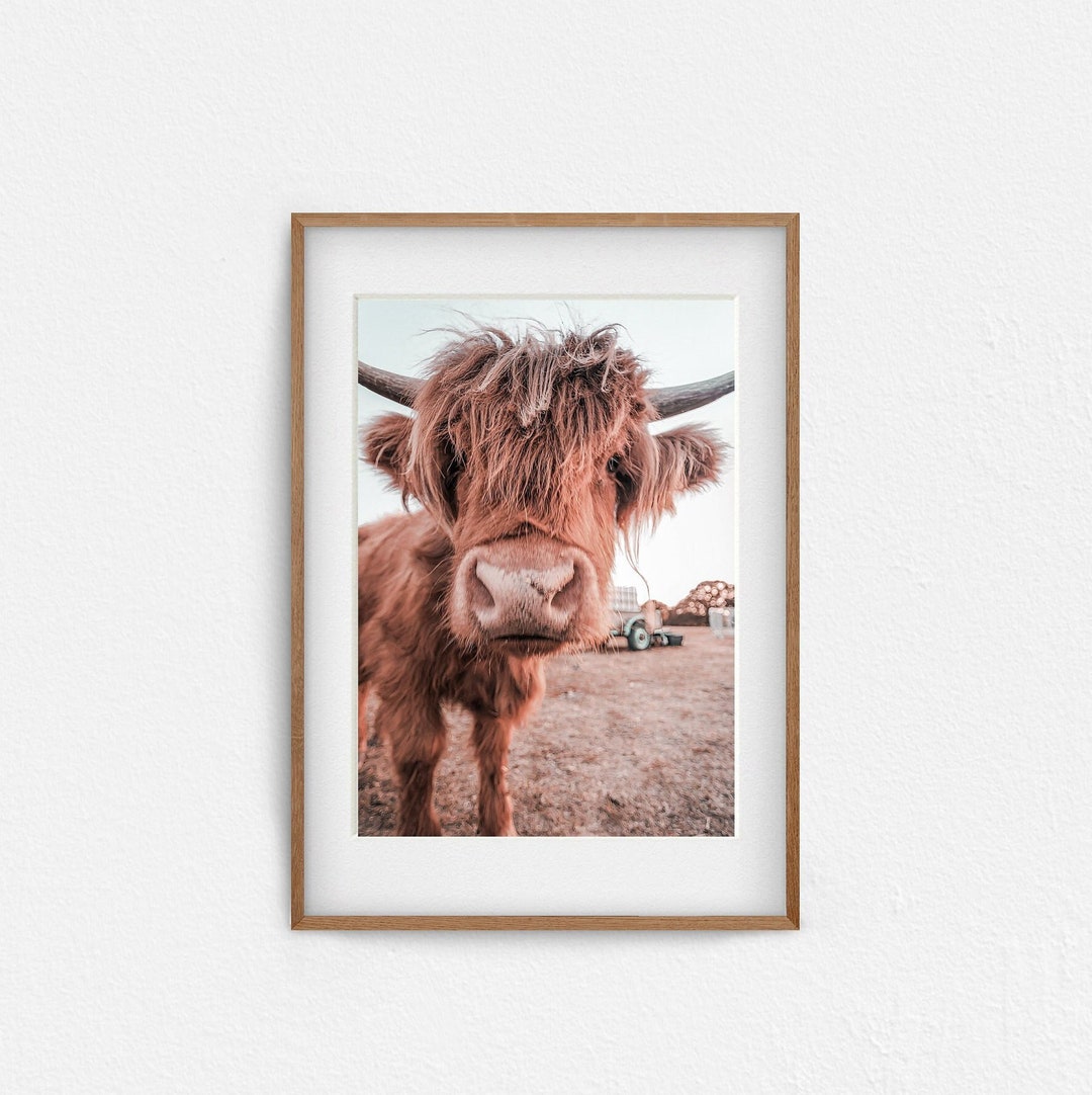 Highland Cow Close-up Photography, Cattle Print DIGITAL, Southwest ...
