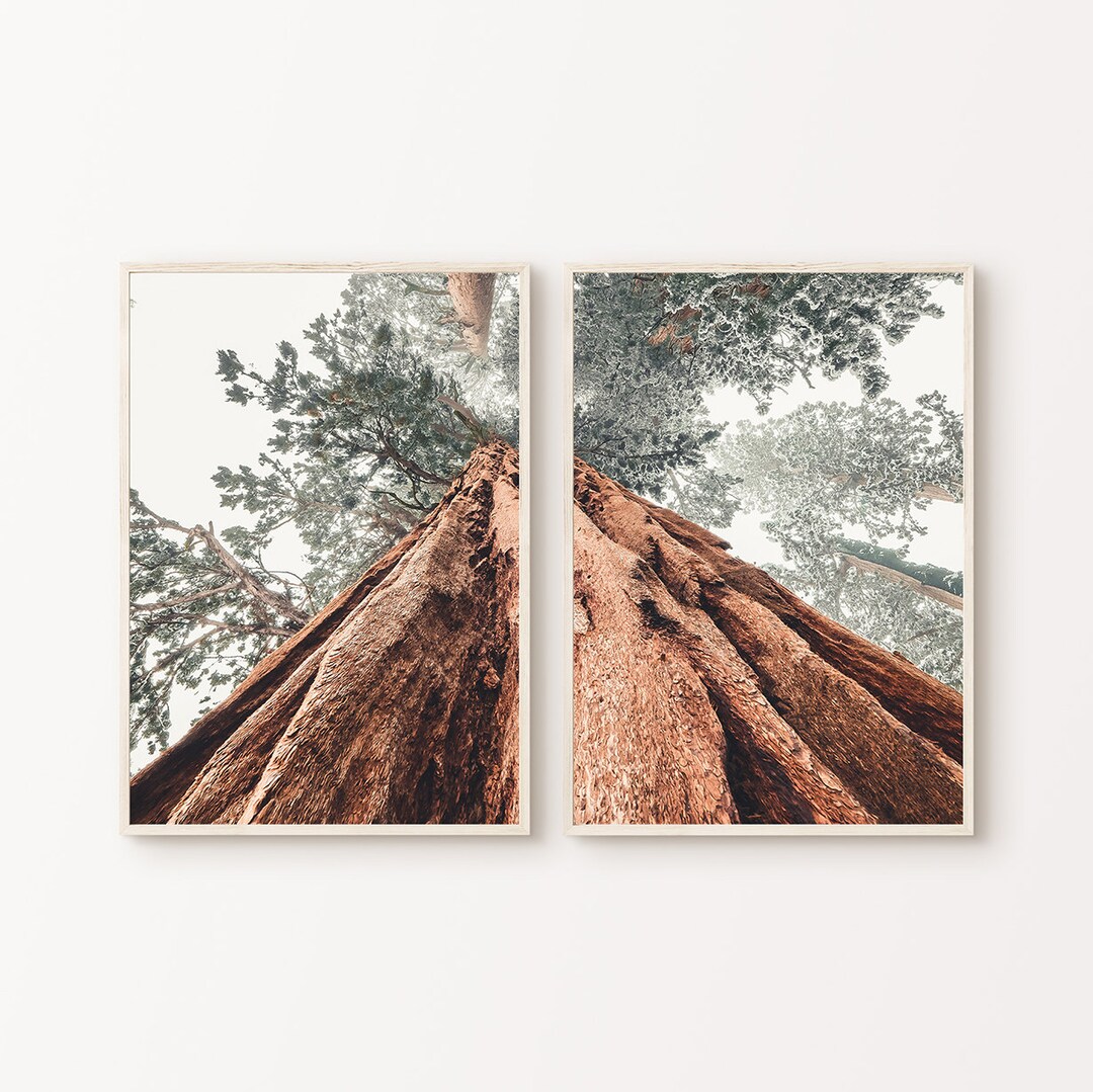 Printable Tree Split Photography, Printable Sequoia Redwood 2 Pieces ...
