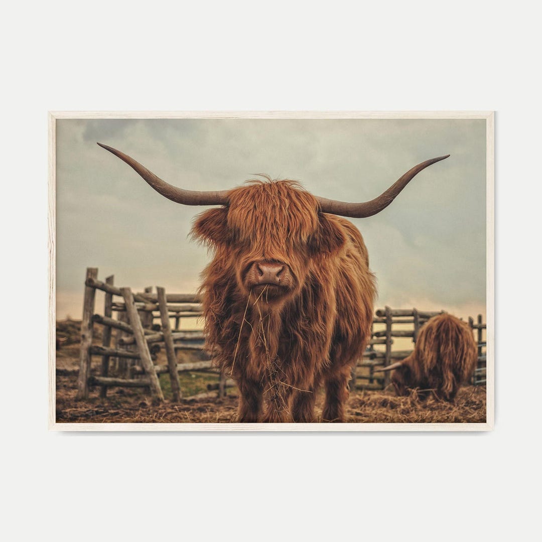 Cattle Landscape Wall Art, Highland Cow Rustic Photography Print ...