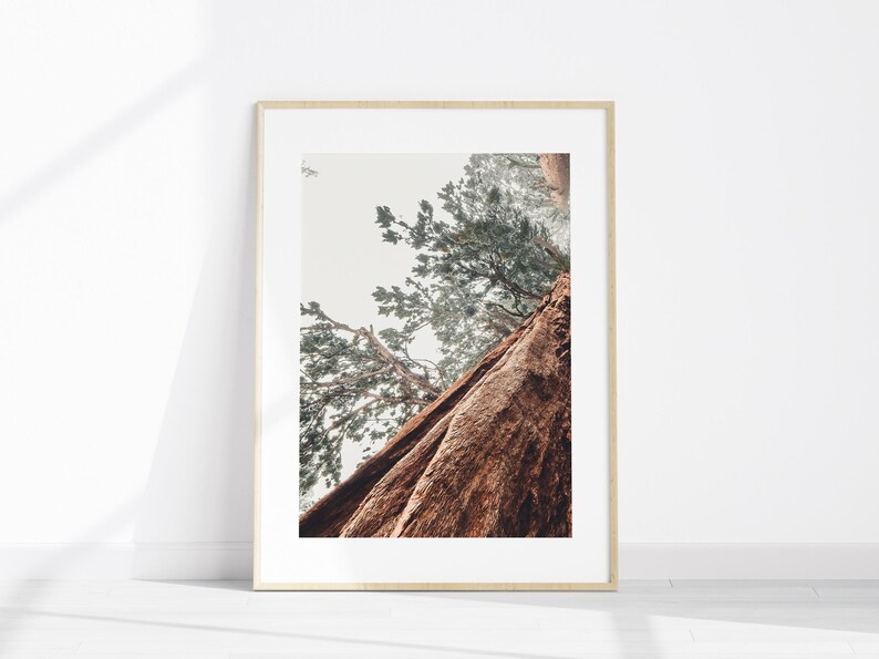 Printable Tree Split Photography, Printable Sequoia Redwood 2 Pieces ...