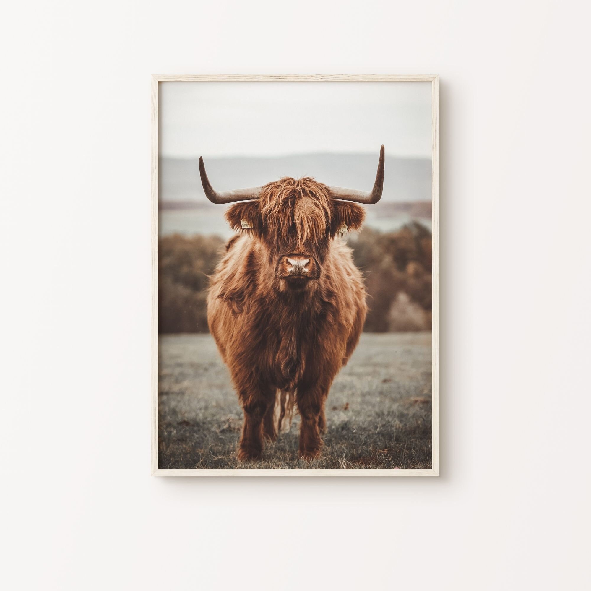 Highland Cow Wall Decor Highland Cow Poster Wall decor Wildlife Photo ...