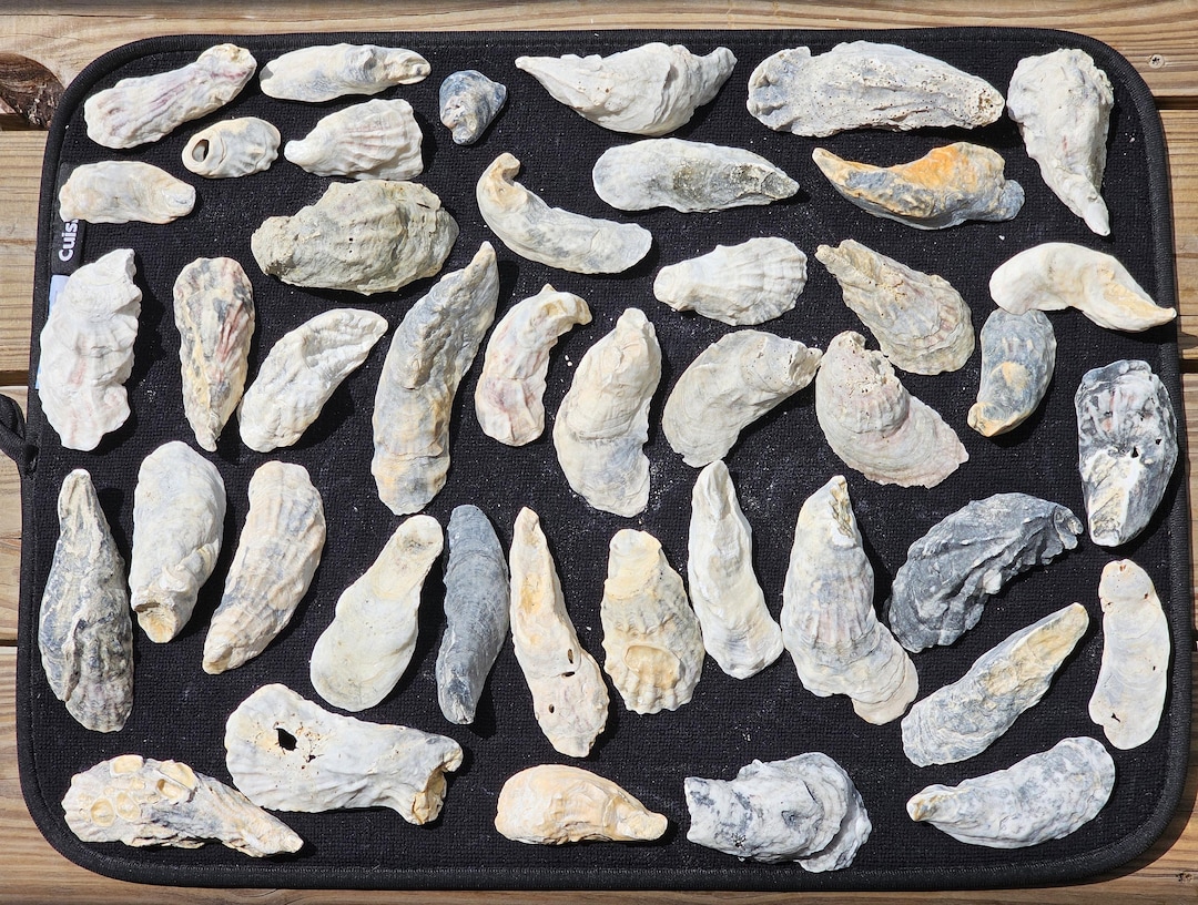 40+ Handpicked Myrtle Beach Oyster Shells - Home Decor - Arts and ...
