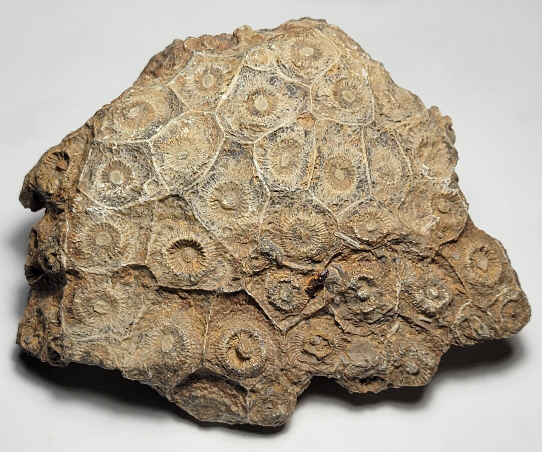 Rugose Coral Fossil Specimen - Actinocyathus From Morocco 508 Grams - Etsy