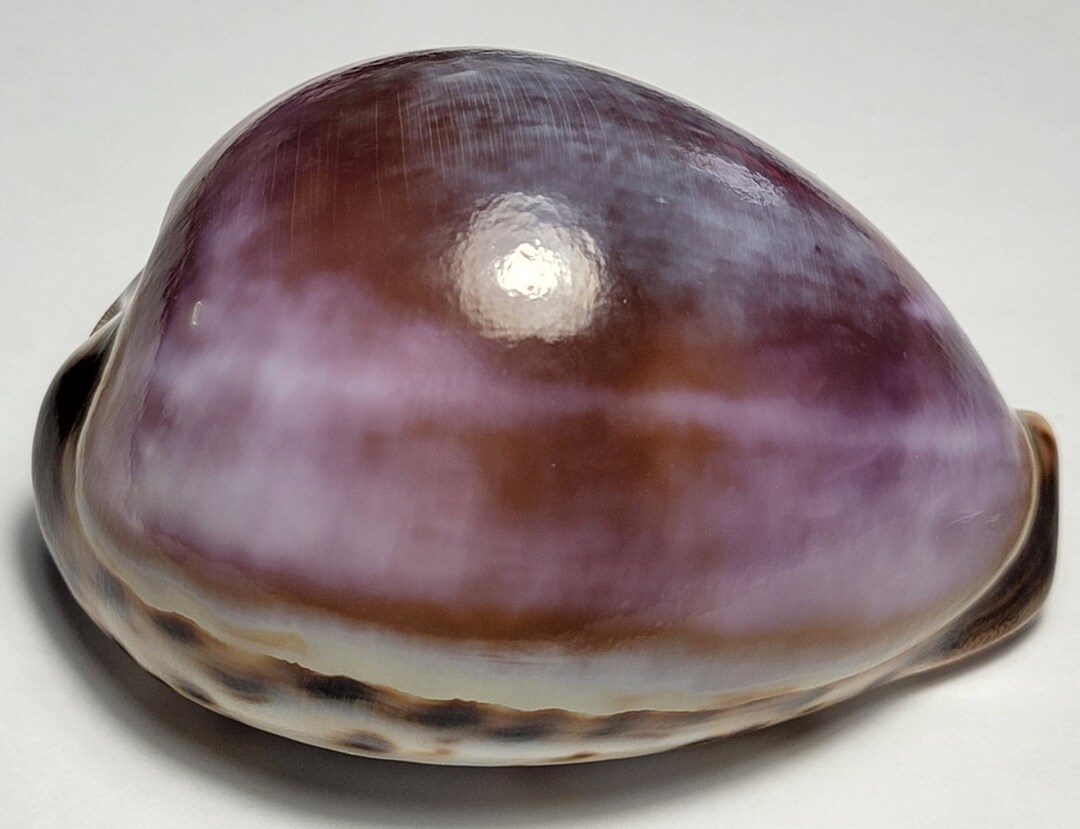 Purple Top Tiger Cowrie Shell (cypraea Tigris) Beach Crafts & Ocean ...