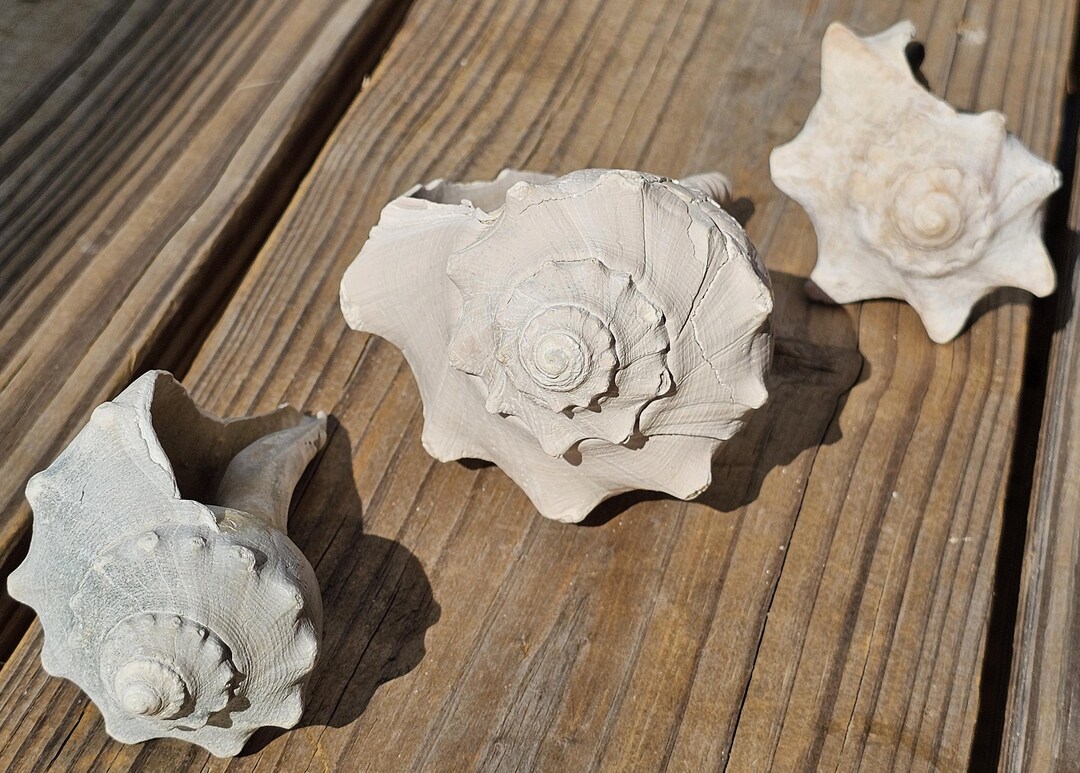 3 Handpicked Myrtle Beach Seashells - Home Decor - Arts and Crafts ...