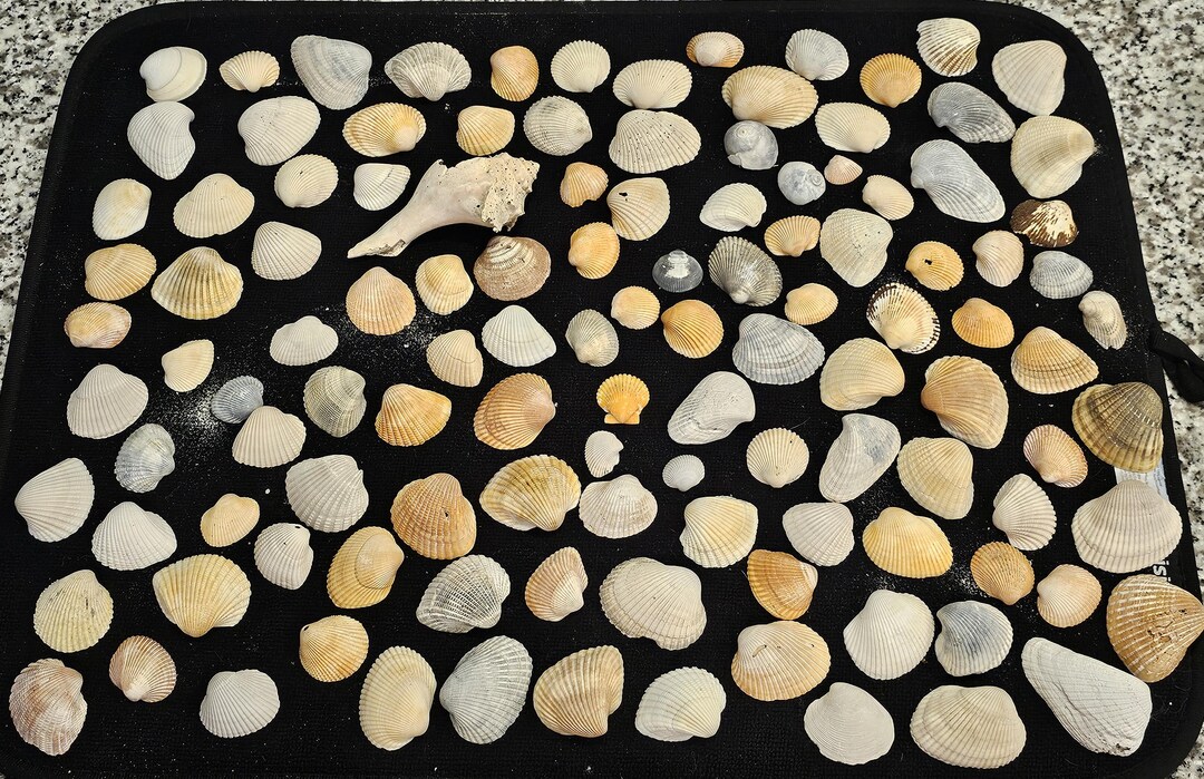 100+ Handpicked Myrtle Beach Seashells - Home Decor - Arts and Crafts ...