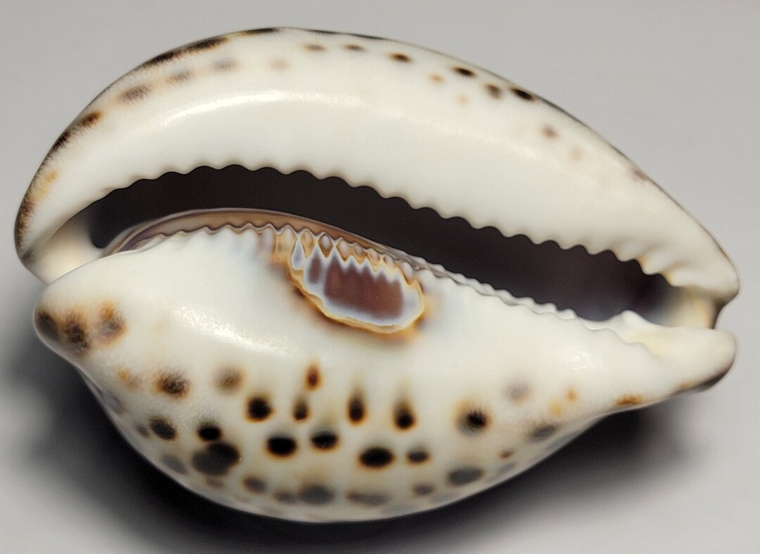 Purple Top Tiger Cowrie Shell (cypraea Tigris) Beach Crafts & Ocean ...