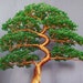 Marula Tree Personalized Gift Bonsai Metal Tree Gift for Him - Etsy UK