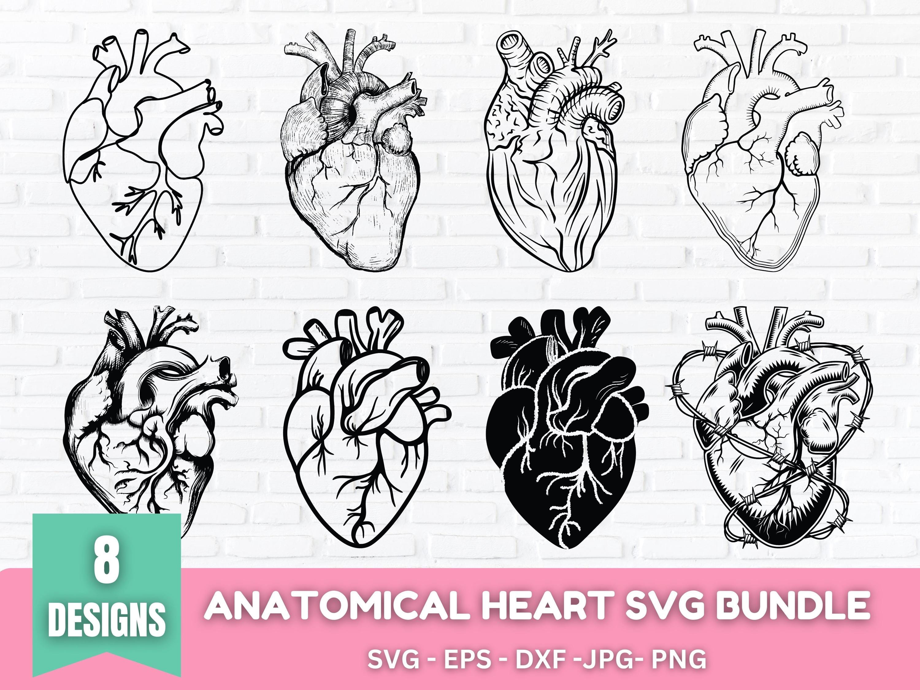 Anatomical Heart Svg Design, Human Heart Svg, Anatomy Svg, Heart SVG ...