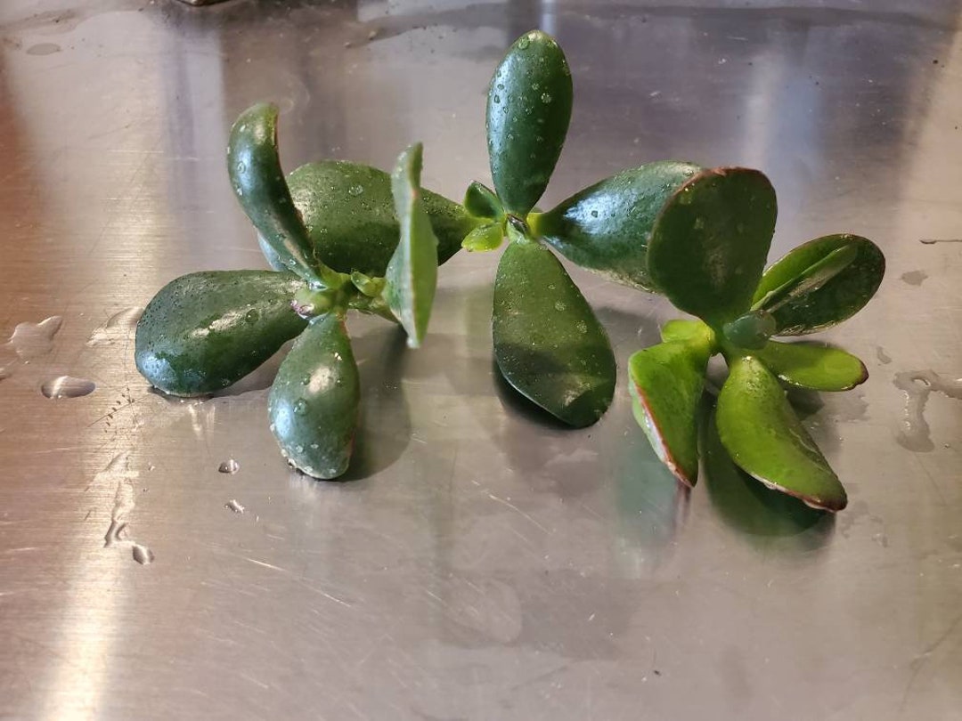 Green Jade Plant Cuttings for Home Propagation - Etsy