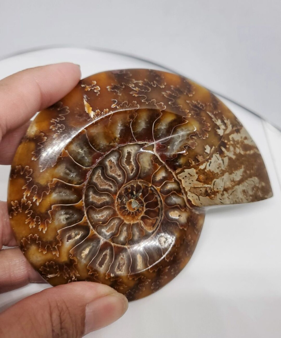 Ammonite Fossil Bowl Crystal 4 " - Etsy