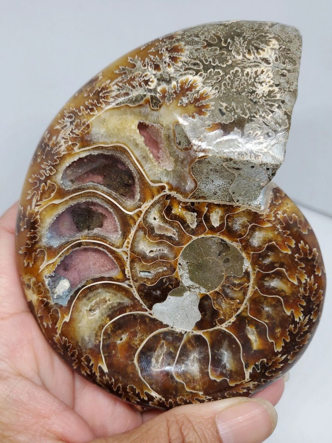Ammonite Fossil Bowl With Pink Stone Rare Find 4.10 - Etsy