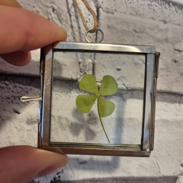 Dried 4 Leaf Clover - Etsy