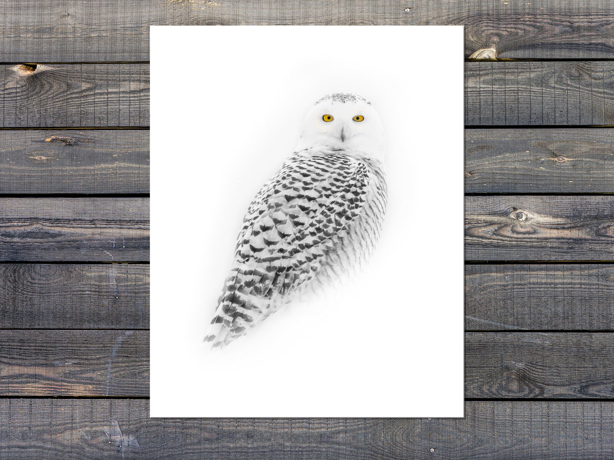 Snowy Owl Art Print - Etsy