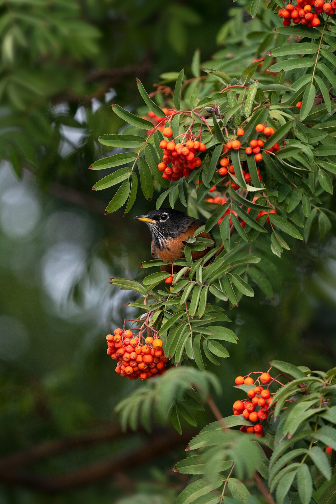 American Robin Fine Art Print: Bird Photography - Etsy