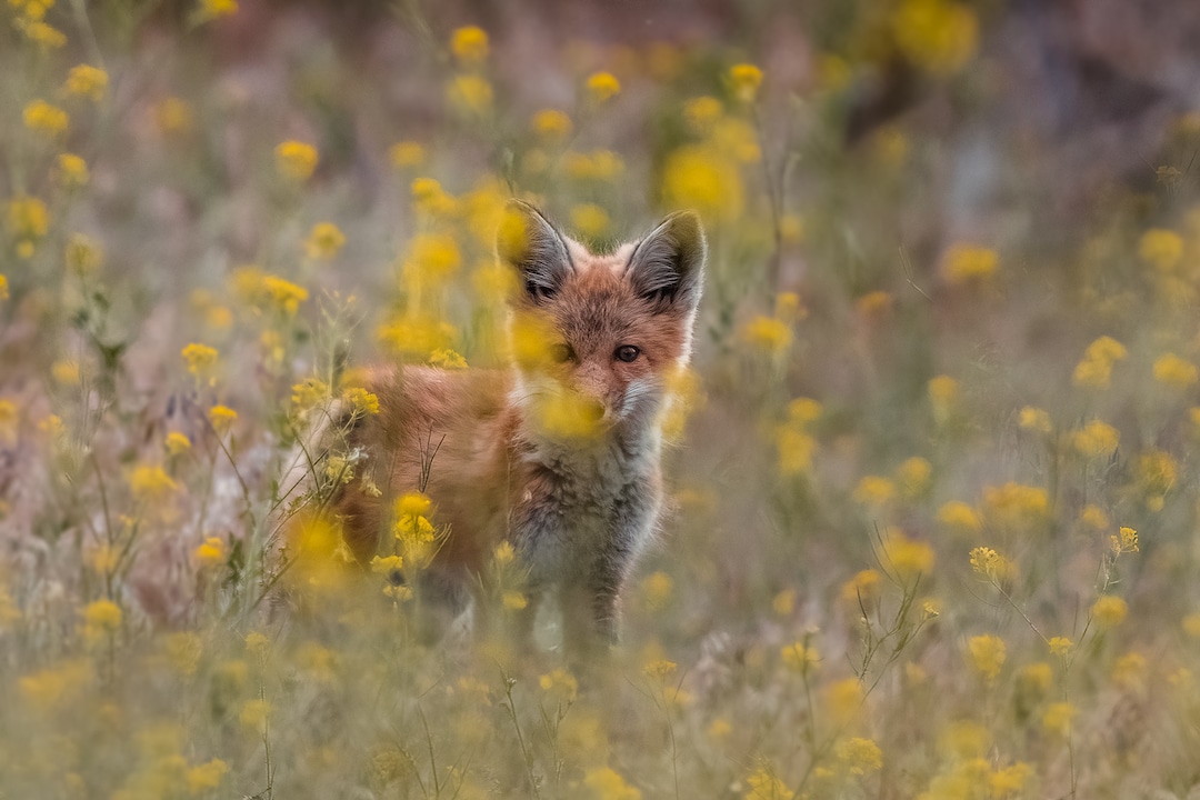 Red Fox Kit in Yellow Flowers - Etsy
