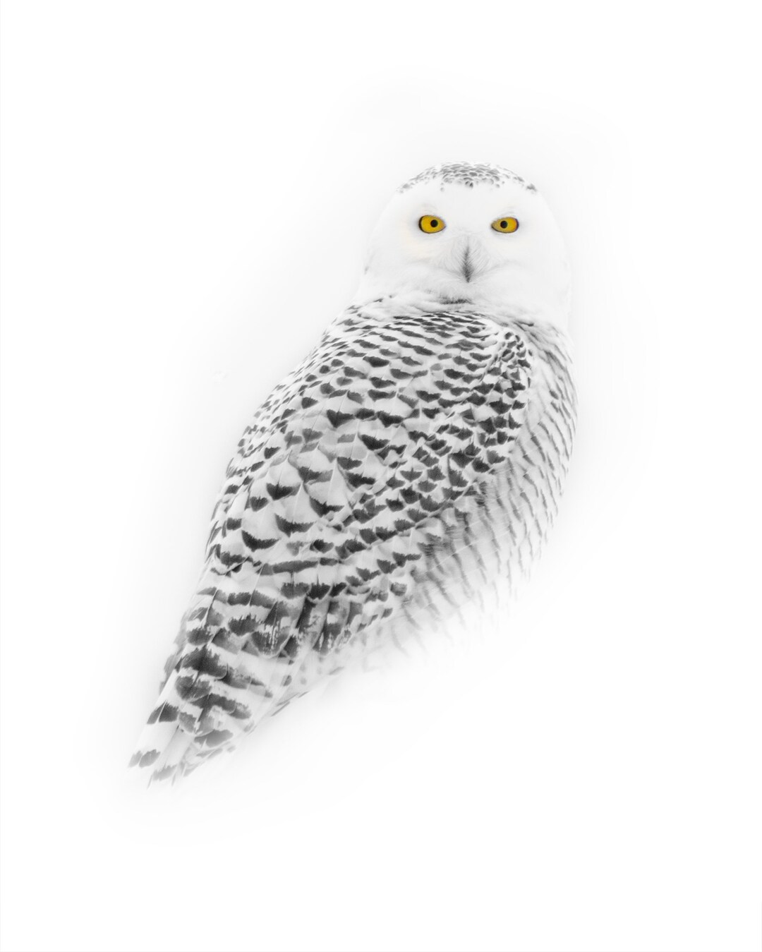 Snowy Owl Art Print - Etsy