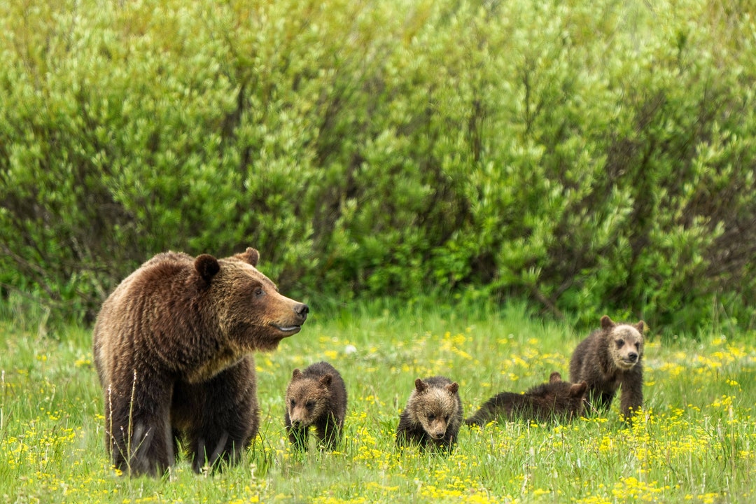 Grizzly Bear 399 With Cubs, Grand Teton - Etsy