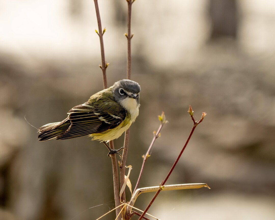 Blue-headed Vireo Fine Art Print – Elegant Songbird Photography – Bird ...