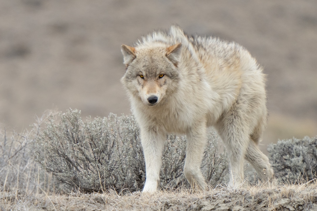 Wolves of Yellowstone, Wapiti Wolf, Photograph by Greg Albrechsten - Etsy