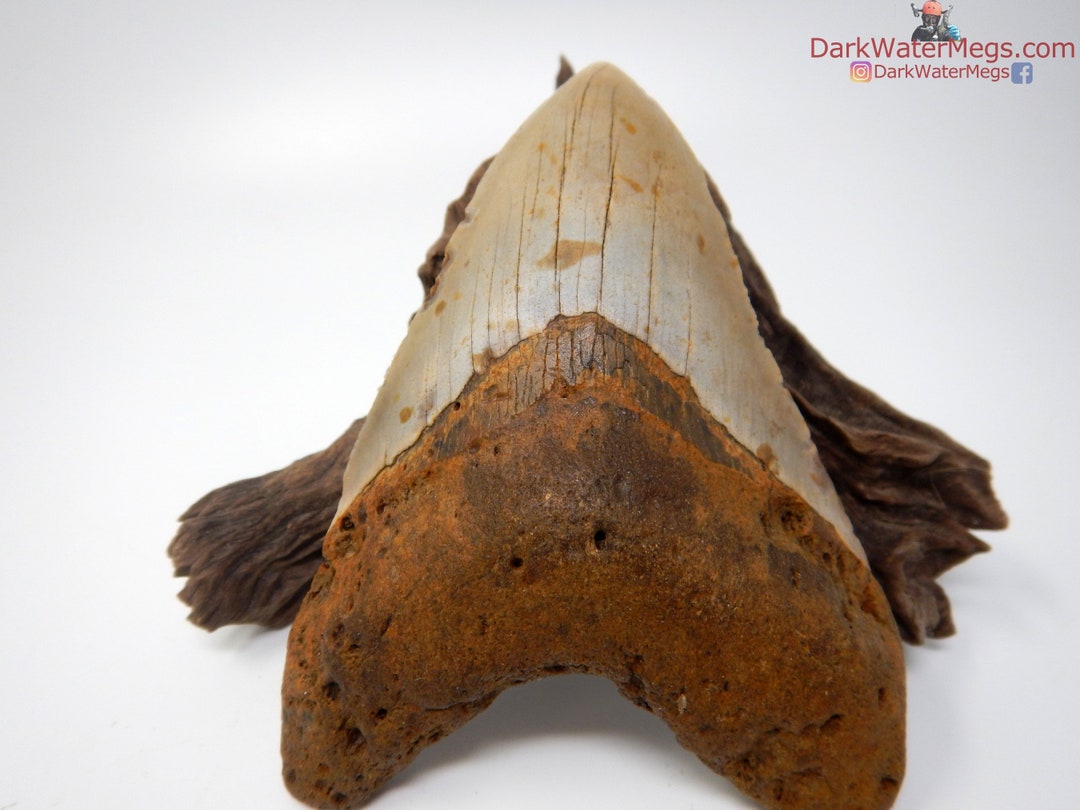 Real Megalodon Shark Tooth Fossil - Diver Direct - Fossilized Meg Tooth ...