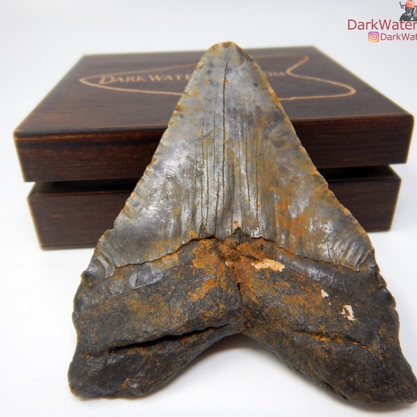 Megalodon Tooth Stand - Etsy