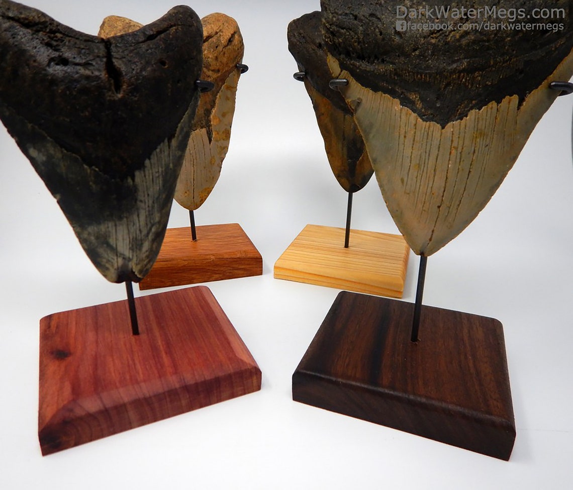 Large Megalodon Shark Tooth Stand Shark Teeth Stand Custom - Etsy