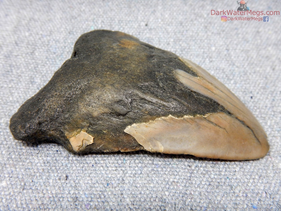 Real Megalodon Shark Tooth Fossil - Diver Direct - Fossilized Meg Tooth ...