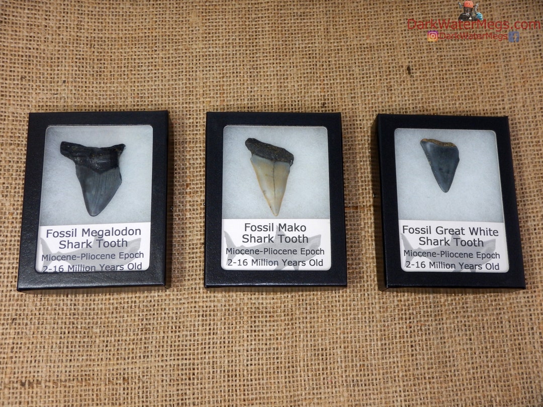 3 Real Fossilized Shark Teeth (megalodon, Mako, Great White) in Display ...