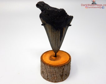 Giant Real Megalodon Shark Tooth Fossil With Stand Diver - Etsy