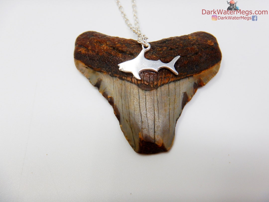 Real Megalodon Shark Tooth Fossil Necklace - Diver Direct - Fossilized ...