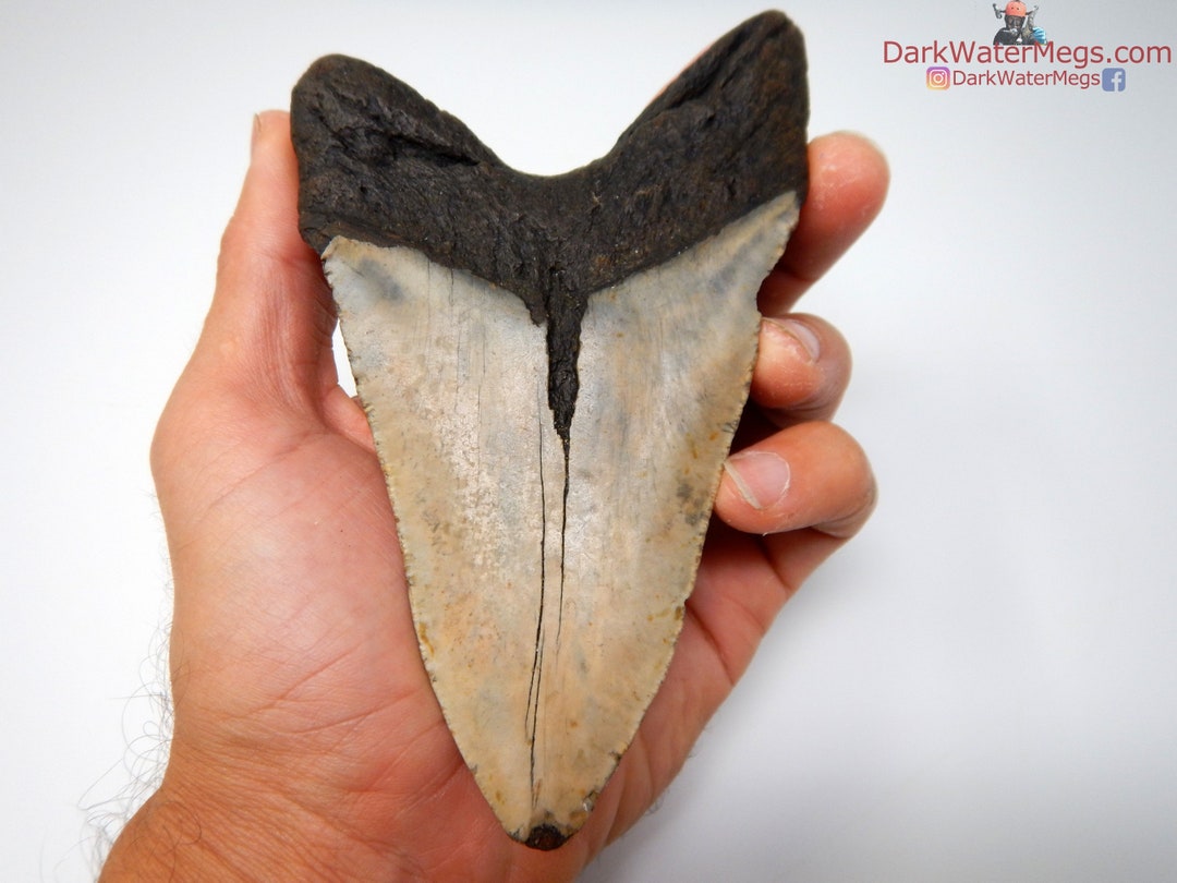 Real Megalodon Shark Tooth Fossil - Diver Direct - Fossilized Meg Tooth ...