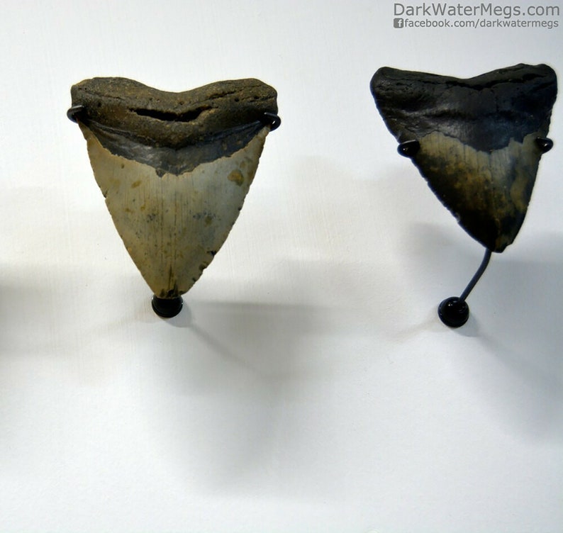 Wall Mount Kit for Megalodon Teeth - Display Stand for Use on Wall to ...