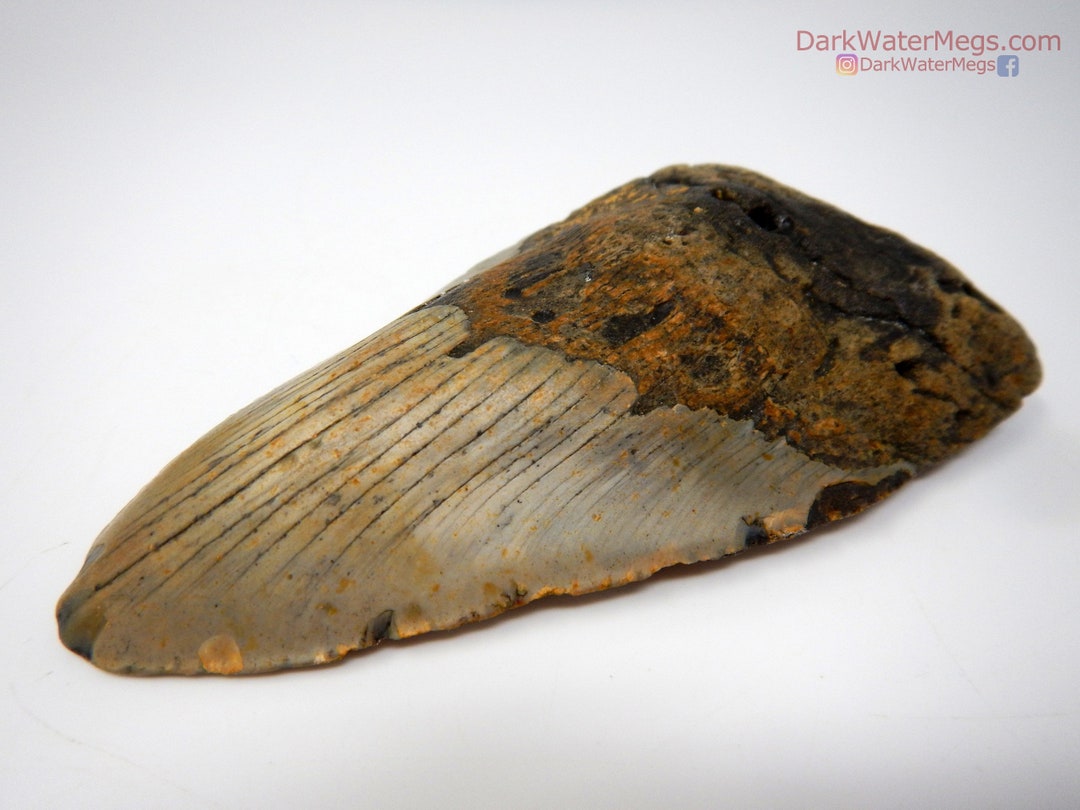 Real Megalodon Shark Tooth Fossil - Diver Direct - Fossilized Meg Tooth ...