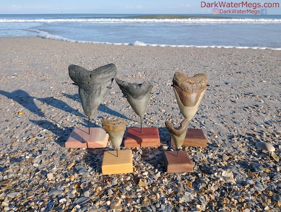 Display Stands for Megalodon Teeth Steel and Natural Wood - Etsy