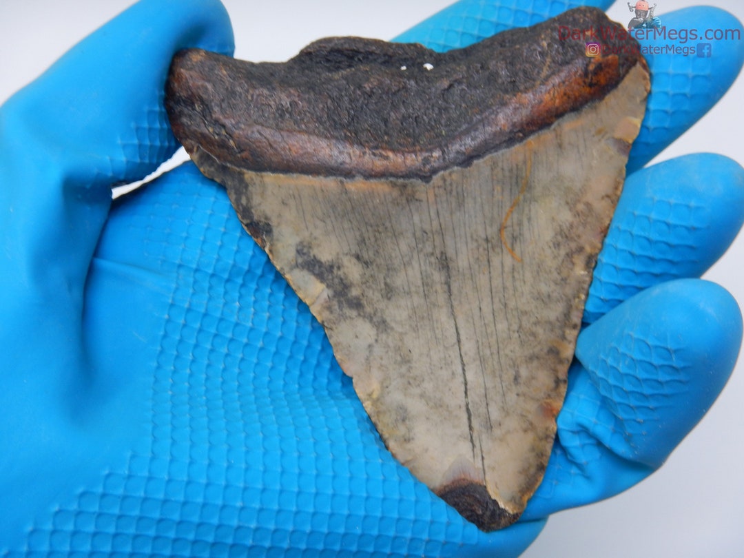 Real Megalodon Shark Tooth Fossil - Diver Direct - Fossilized Meg Tooth ...