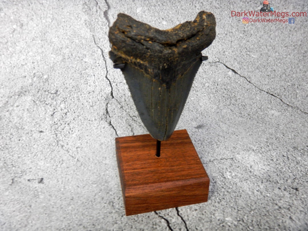 Real Baby Megalodon Shark Tooth Fossil With Included Stand - Diver ...