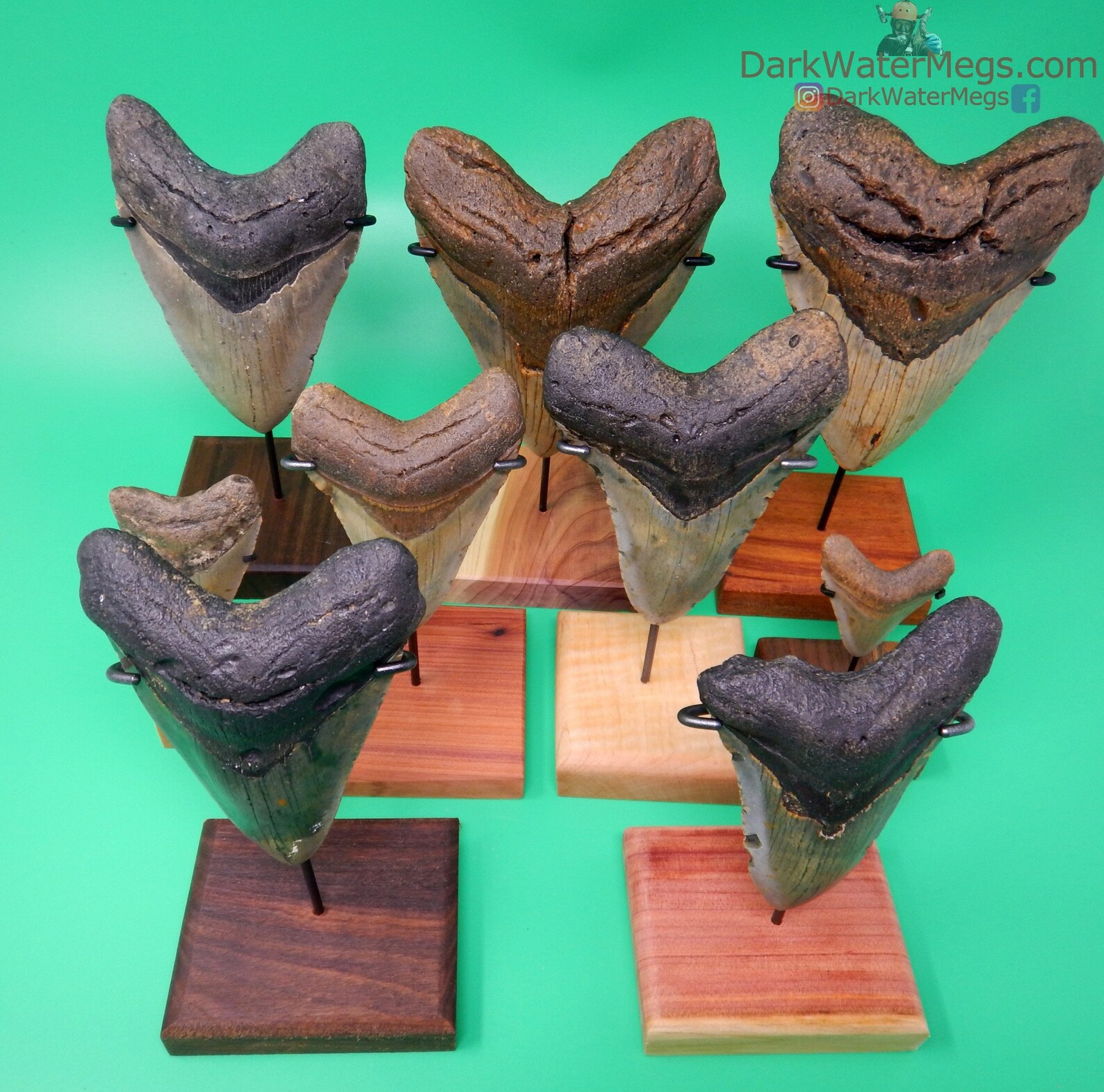 Cutom Sized Megalodon Shark Tooth Stand. Powder Coated Metal - Etsy