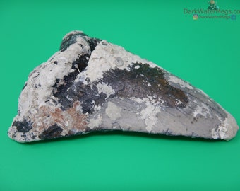 Real Megalodon Shark Tooth Fossil Diver Direct Authentic Meg Rare ...