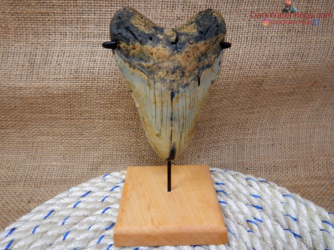 Beastly Real Megalodon Shark Tooth Fossil With Stand - Diver Direct ...