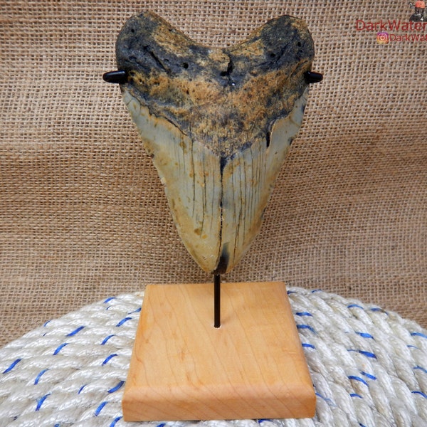 Megalodon Tooth Display Stand - Etsy