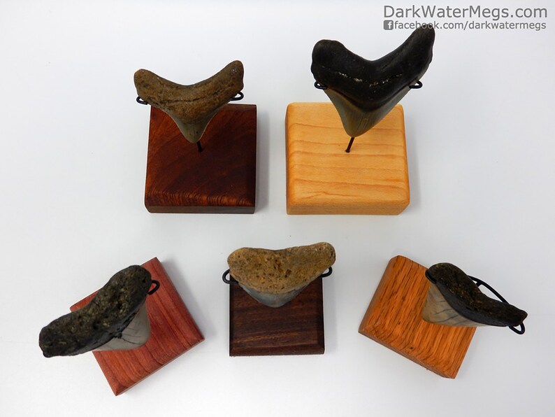 Small Megalodon Shark Tooth Stand - Shark Tooth Stand Custom Metal ...