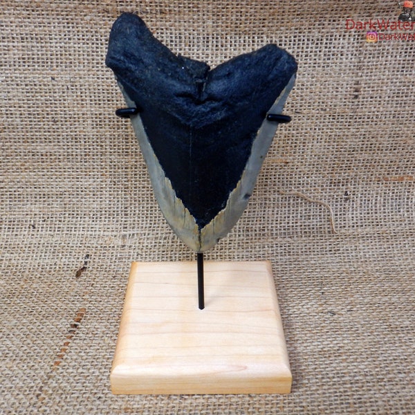 Megalodon Tooth Display Stand - Etsy
