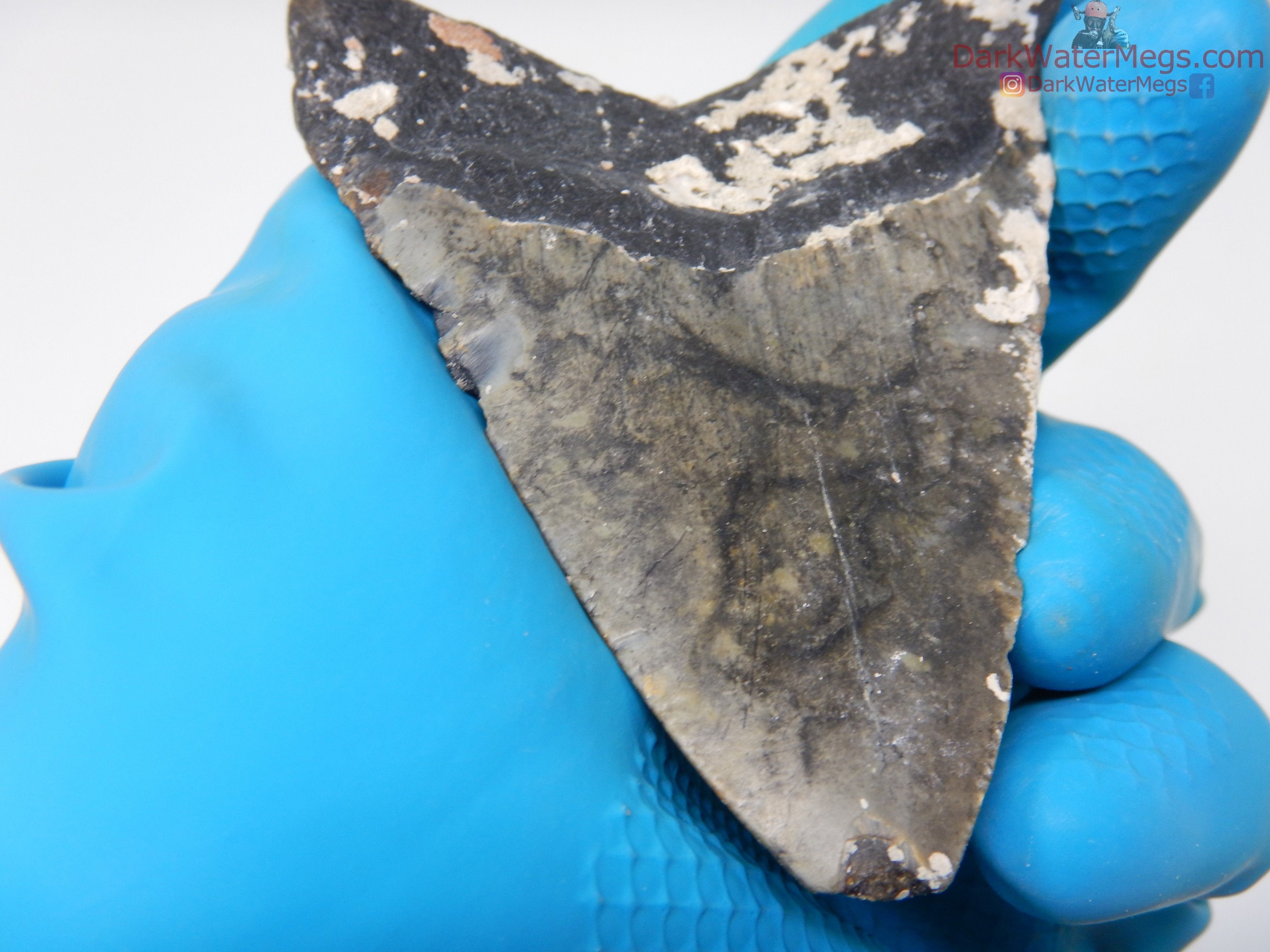 Real Megalodon Shark Tooth Fossil - Diver Direct - Fossilized Meg Tooth ...