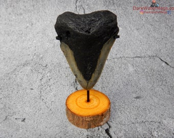 Meg Shark Tooth Stand - Etsy