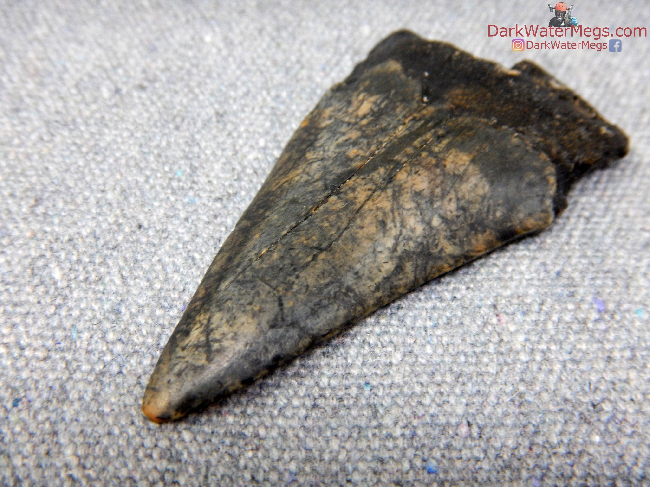 Real Mako Shark Fossil Diver Direct Fossilized Mako Tooth - Etsy