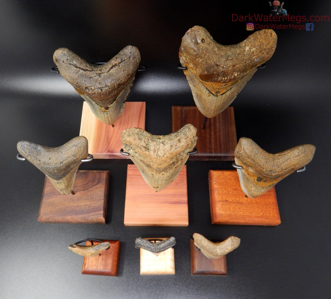 Shark Tooth Stand. Powder Coated Metal and Wood for Displaying - Etsy