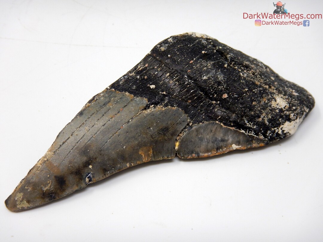 Real Megalodon Shark Tooth Fossil - Fossilized Meg Tooth -4.70" Long ...